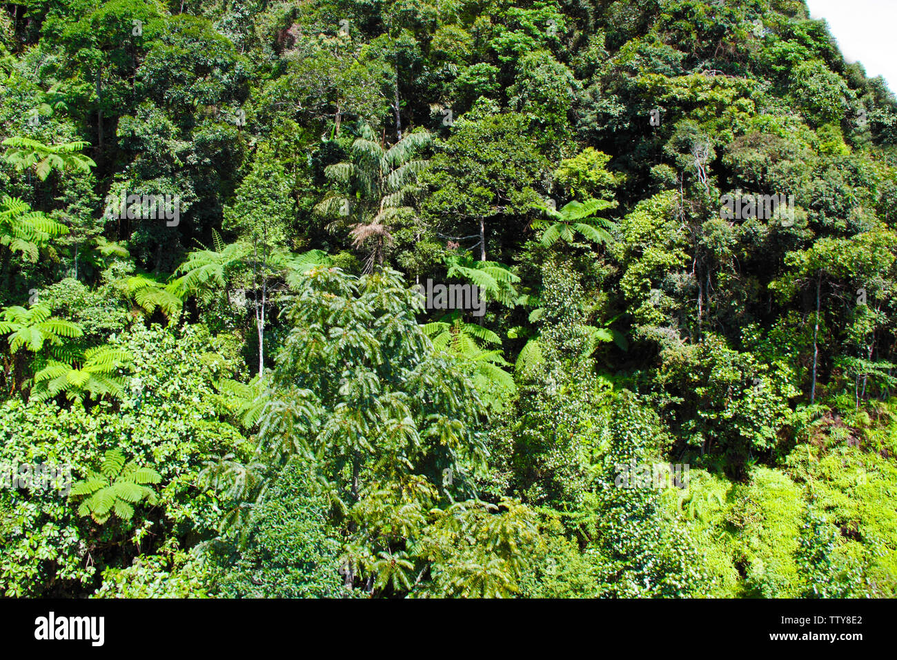 Forest tree in malaysia hi-res stock photography and images - Alamy