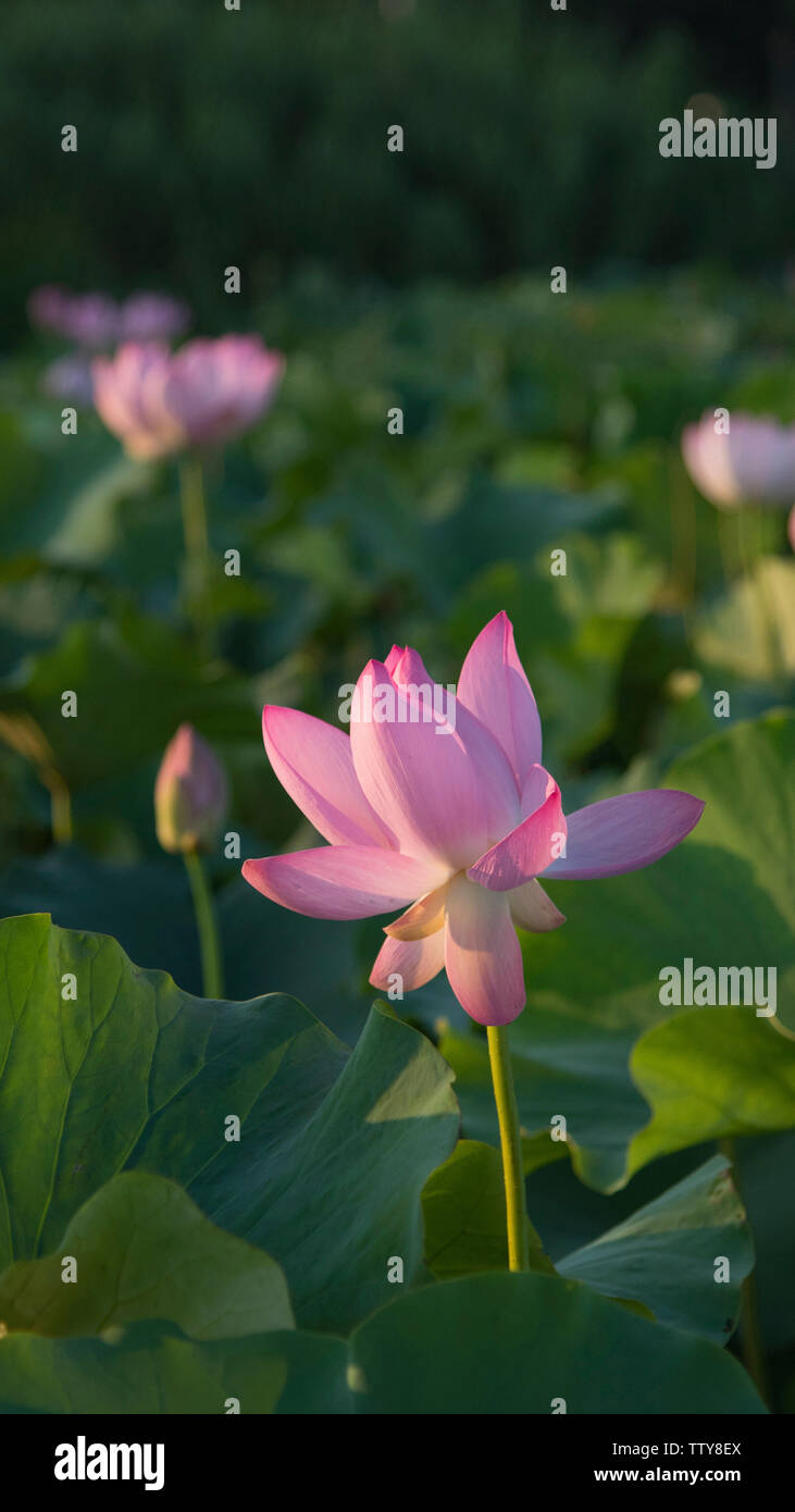 Cell phone, lock screen, picture Stock Photo - Alamy