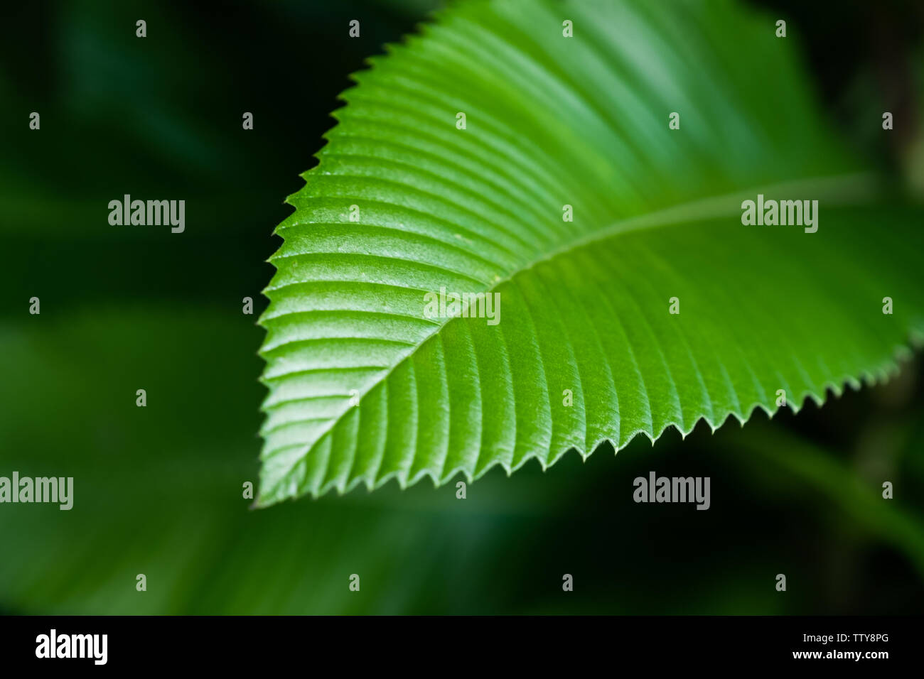Deep green leaf hi-res stock photography and images - Alamy