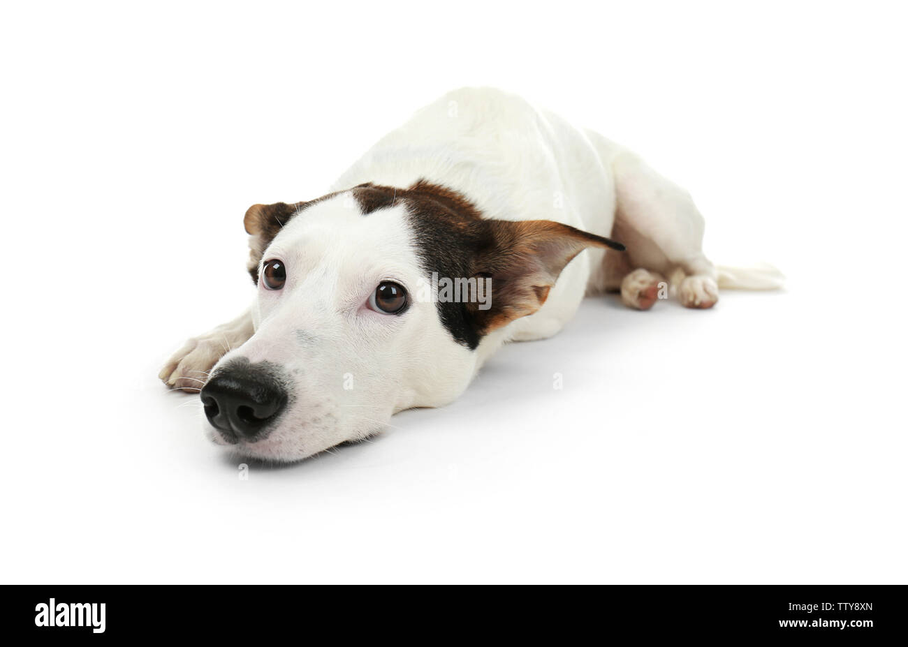 Funny Andalusian ratonero dog on white background Stock Photo - Alamy
