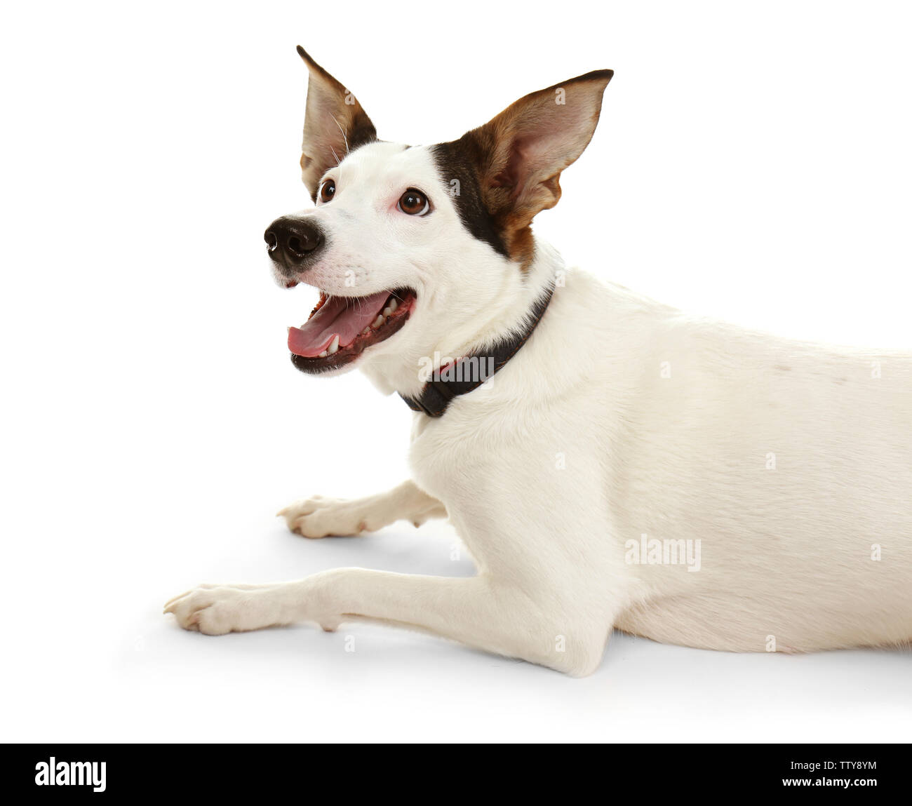 Funny Andalusian ratonero dog on white background Stock Photo - Alamy