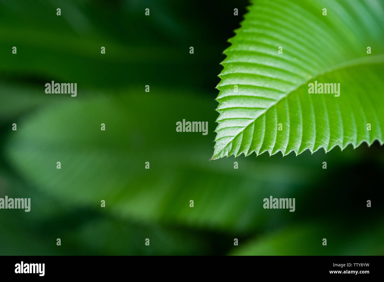 Deep green leaf hi-res stock photography and images - Alamy