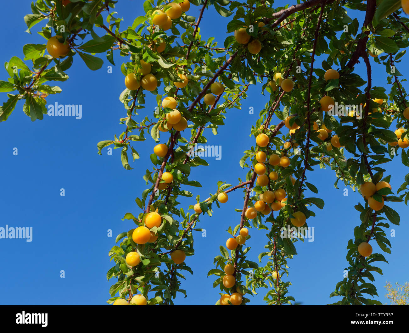 Portuguese fruit trees hi-res stock photography and images - Alamy