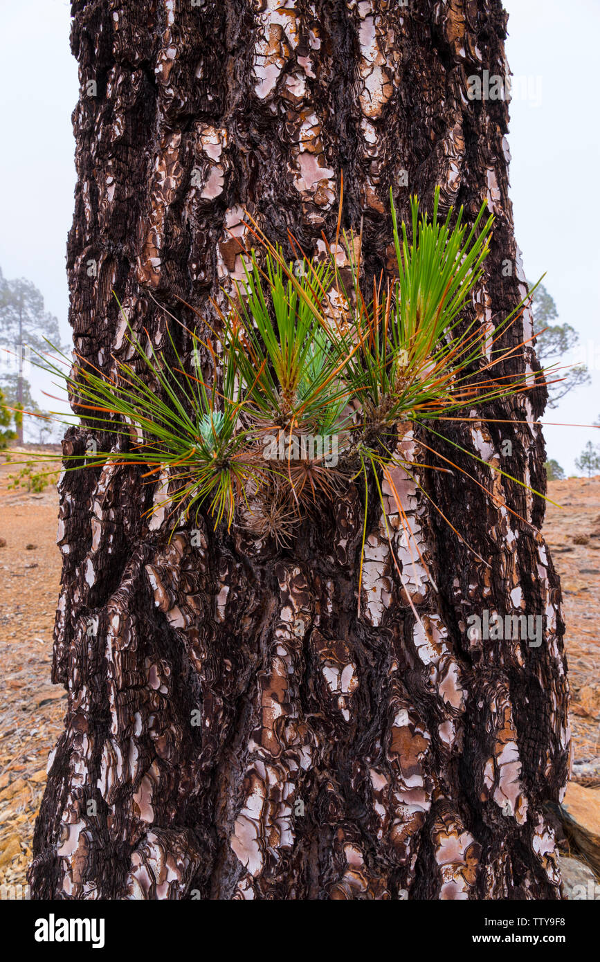 Canary pine tree, Corona forestal Natural Park, Tenerife island, Canary ...