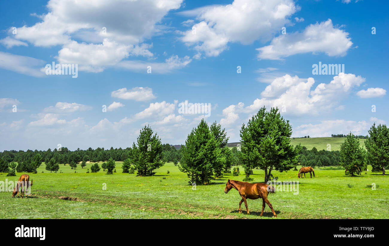 Inner Mongolia Prairie Stock Photo - Alamy