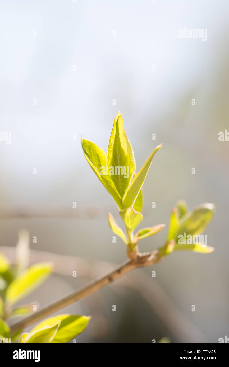 Spring, sprouting season Stock Photo - Alamy