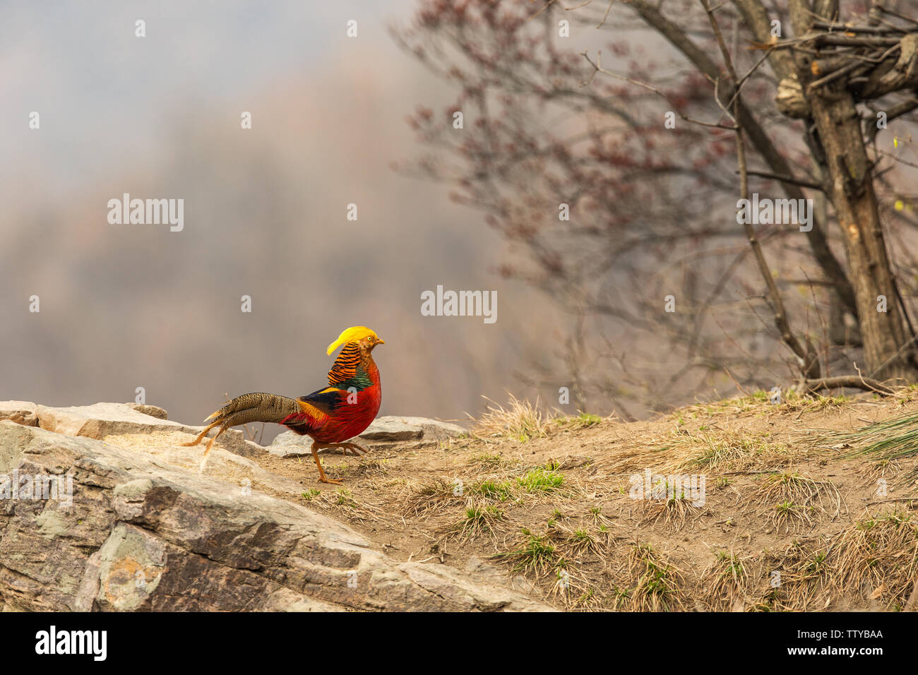 Red-bellied golden chicken. The golden chicken foraged in the wild ...