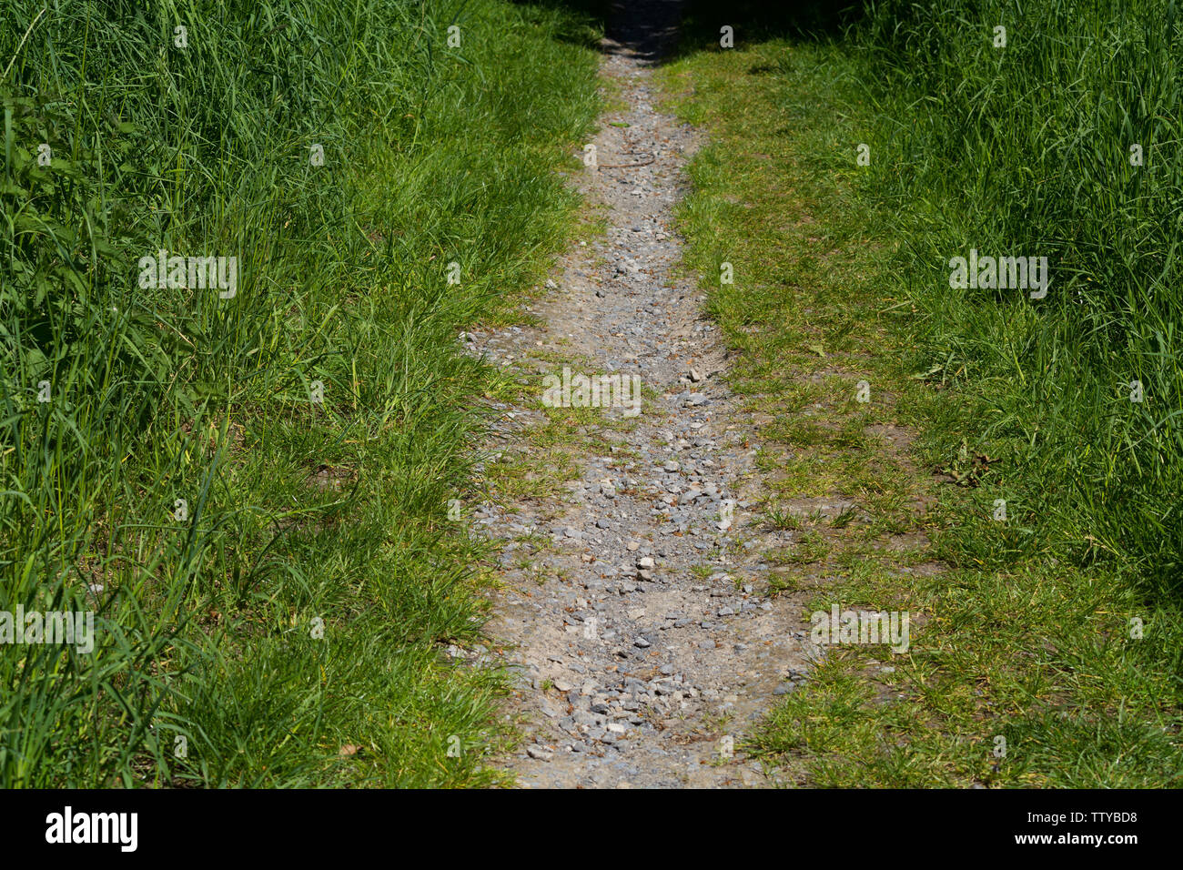 Fairytale forest landscape alley way outdoor space park nature ...