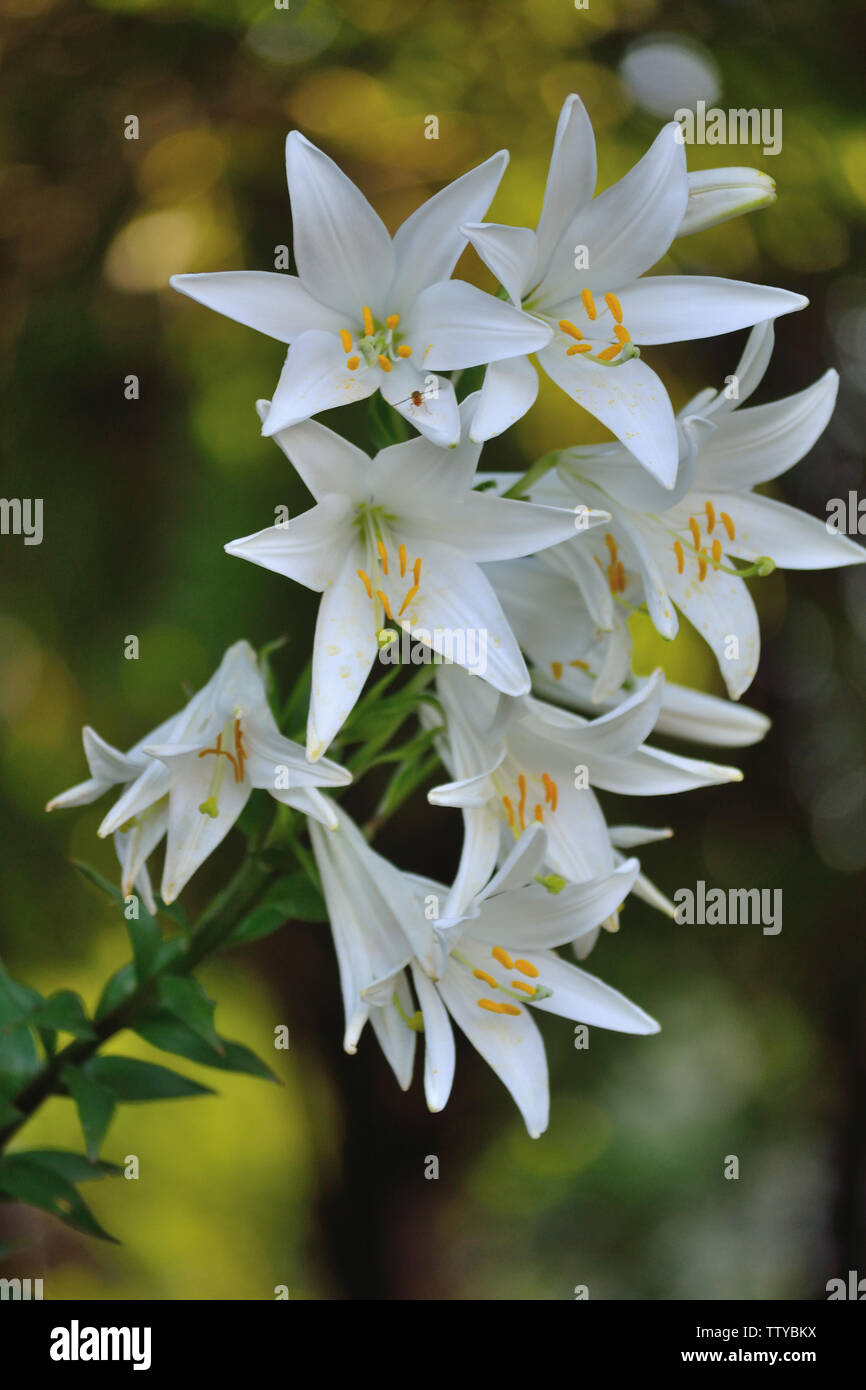 Madonna lily lilium candidum close up hi-res stock photography and ...