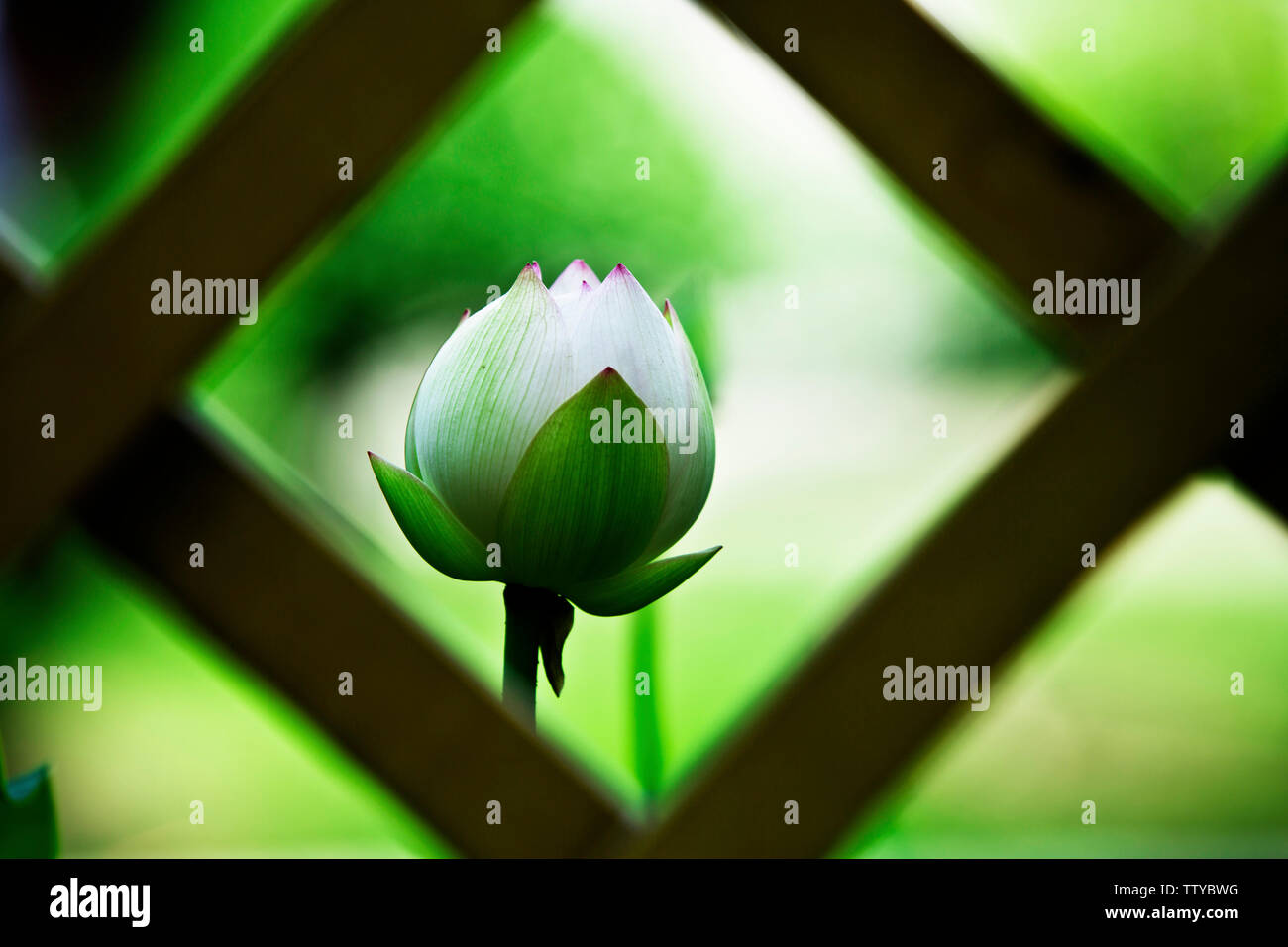 Foreign leaves and lotus flowers bloom hi-res stock photography and ...