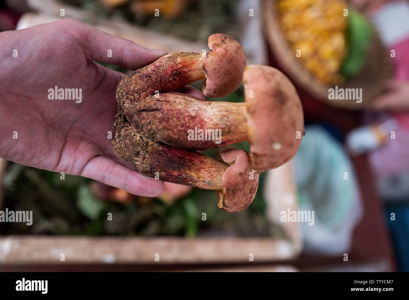 Fresh wild edible bacteria with dirt Stock Photo - Alamy