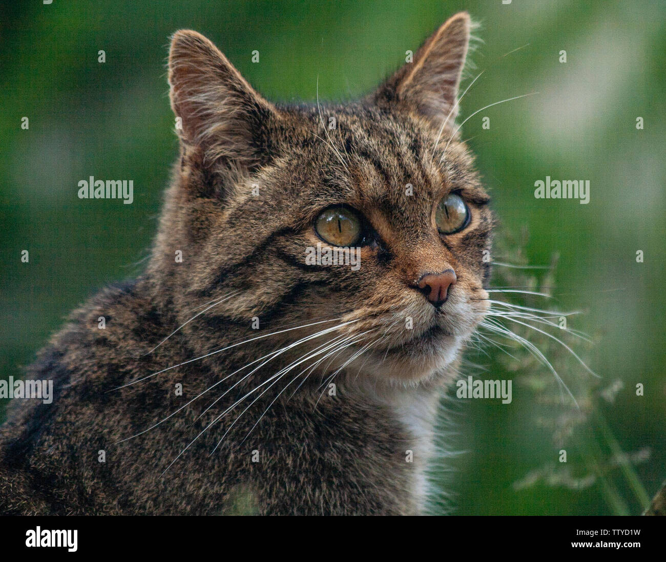 Scottish wildcat hi-res stock photography and images - Alamy