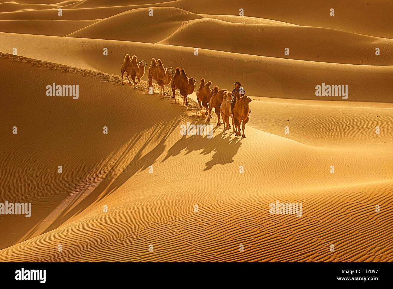 The Golden Desert Stock Photo - Alamy