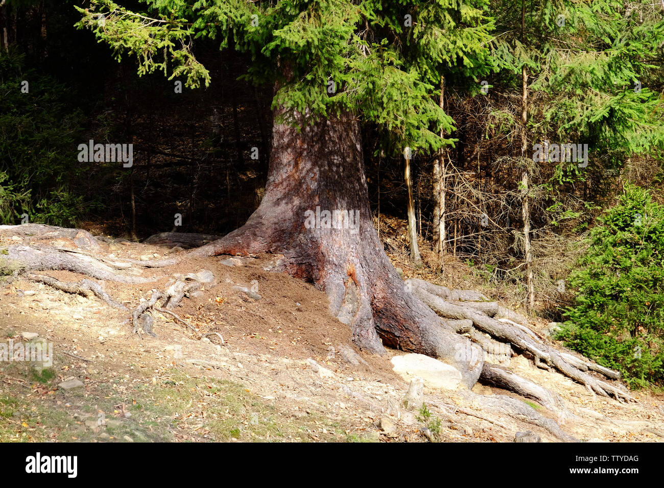 Old big tree root in forest Stock Photo - Alamy