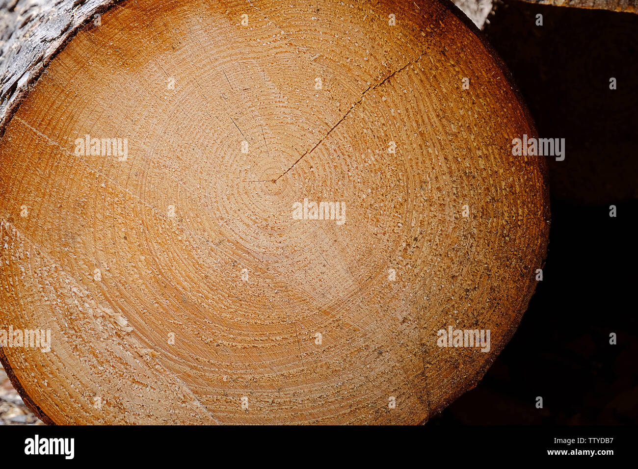 Round timber, closeup Stock Photo - Alamy