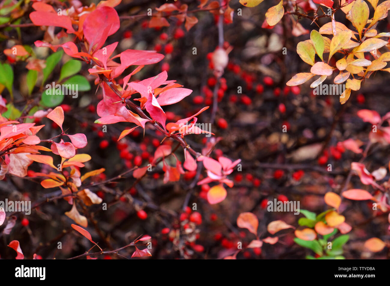 Branches of barberry hi-res stock photography and images - Alamy