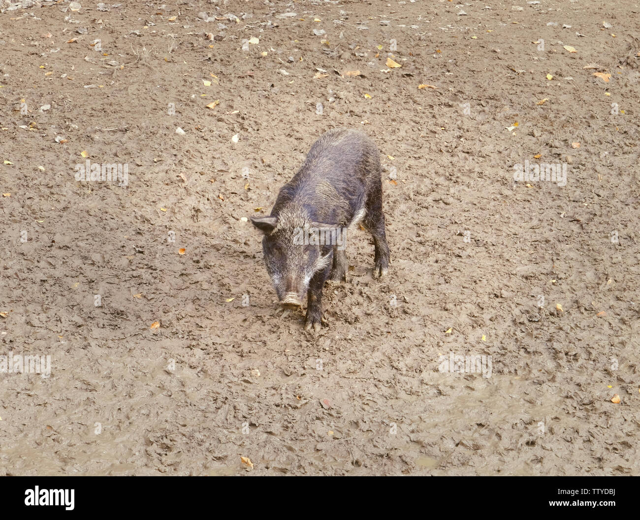Wild boar on ground Stock Photo - Alamy