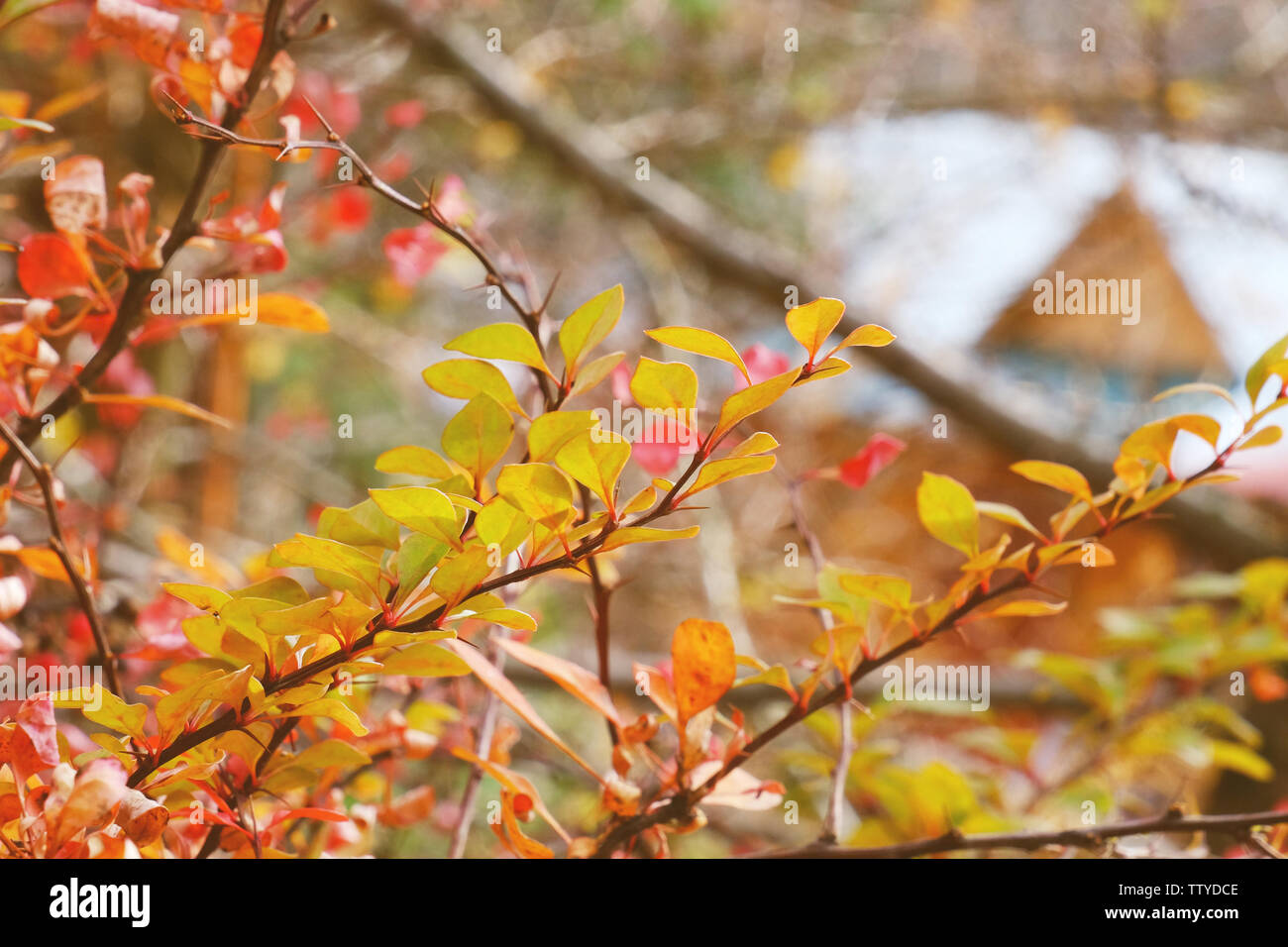 Branches of barberry hi-res stock photography and images - Alamy