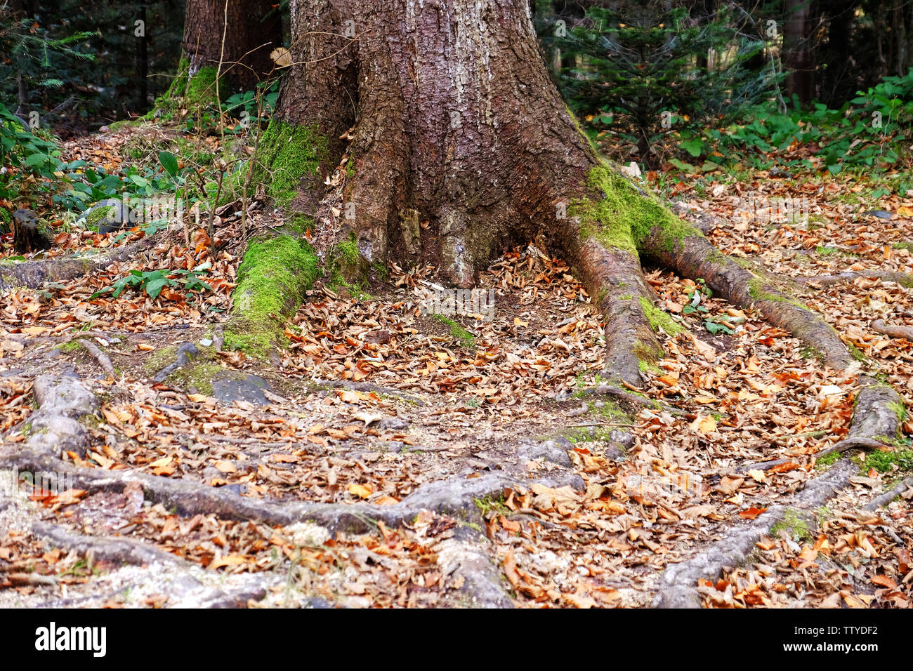 Old big tree root in forest Stock Photo - Alamy