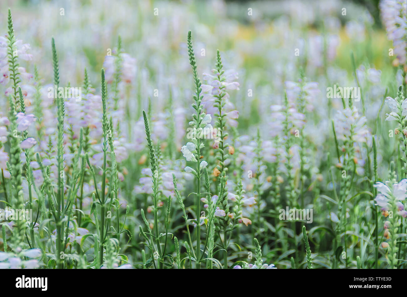 Grain planting garden garden herbs hi-res stock photography and images ...