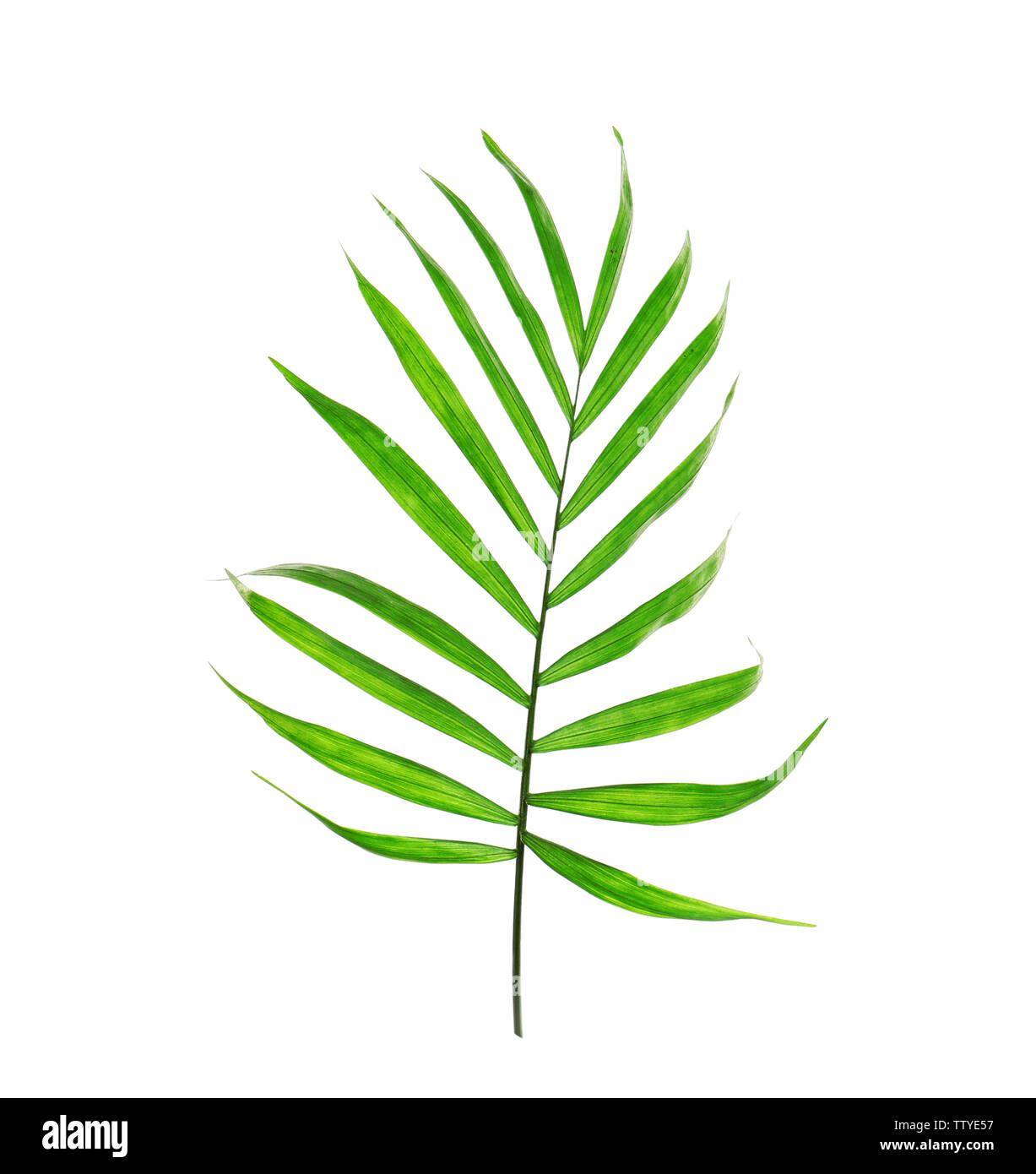 Closeup palm tree leafs Cut Out Stock Images & Pictures - Alamy