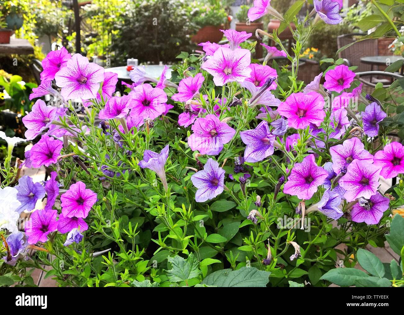 Beautiful back garden hi-res stock photography and images - Alamy