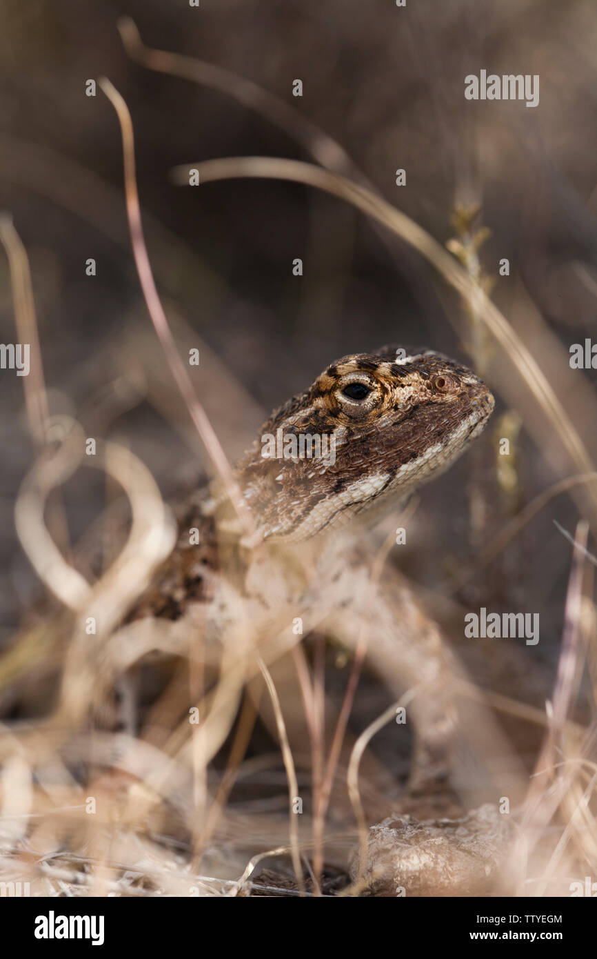 Well Camouflaged High Resolution Stock Photography and Images - Alamy