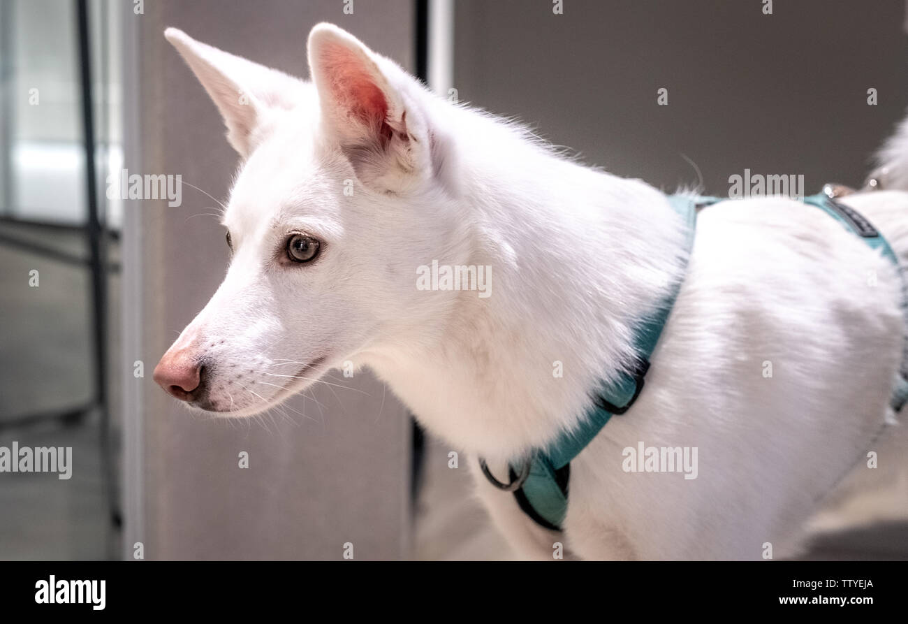 Portrait of a beautiful and alert white dog looking around Stock Photo ...
