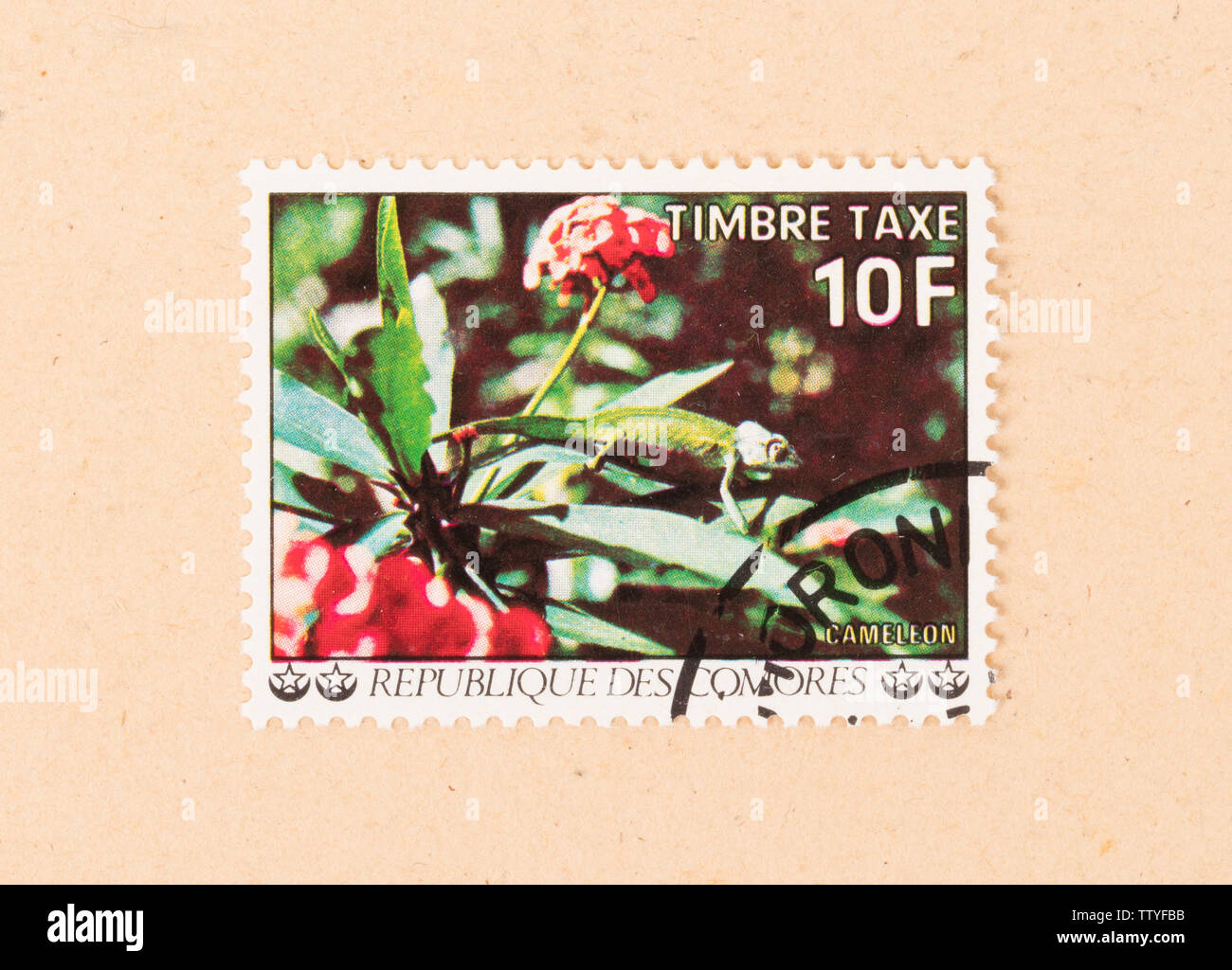 Cameleon hi-res stock photography and images - Alamy