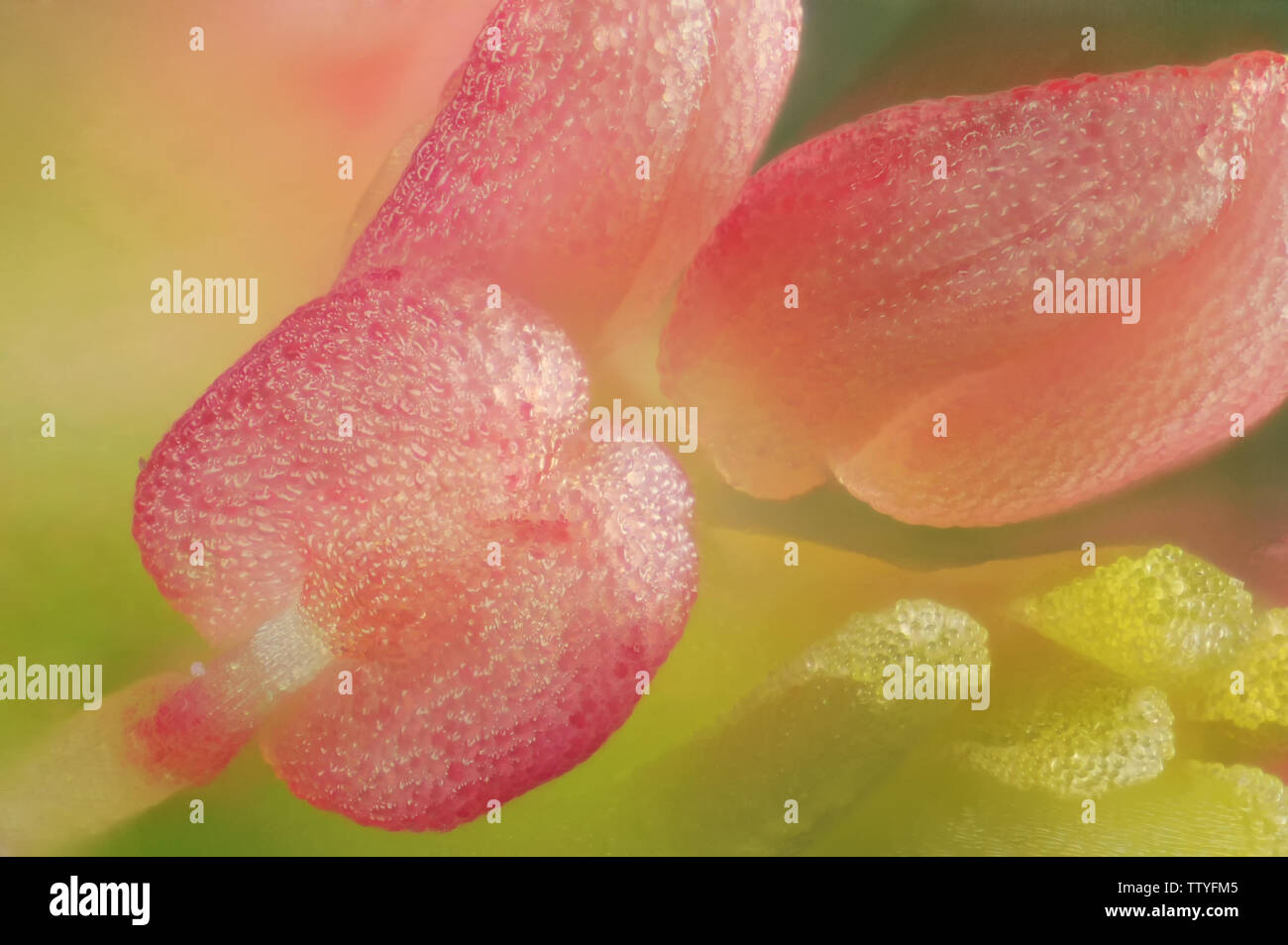 A set of microscopic flowers taken with ultra-microscopic lenses Stock ...