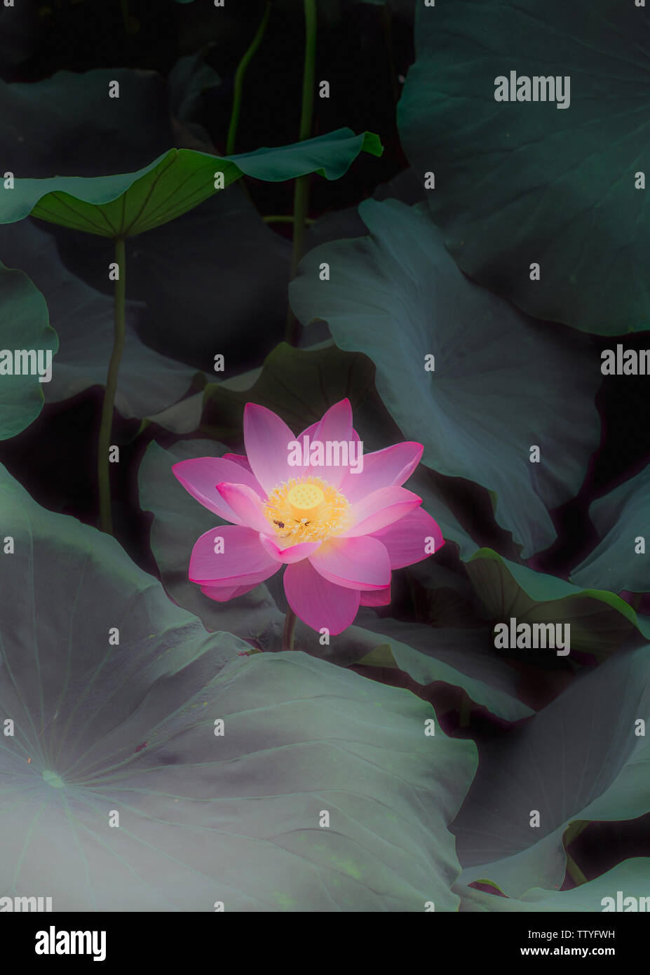 Foreign colors and lotus flowers of plants hi-res stock photography and ...