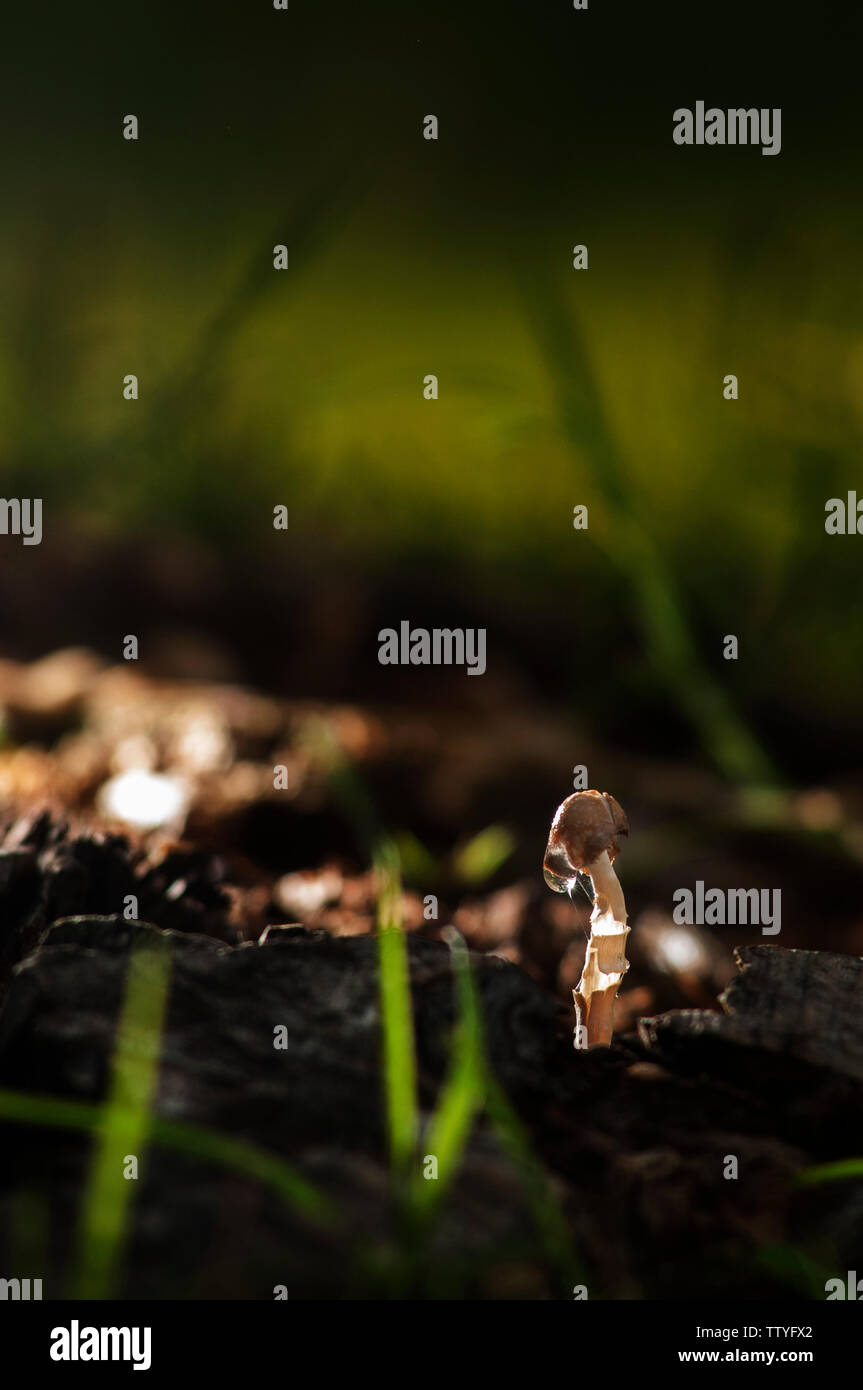 A set of microphotographs of mushrooms in the rain Stock Photo - Alamy