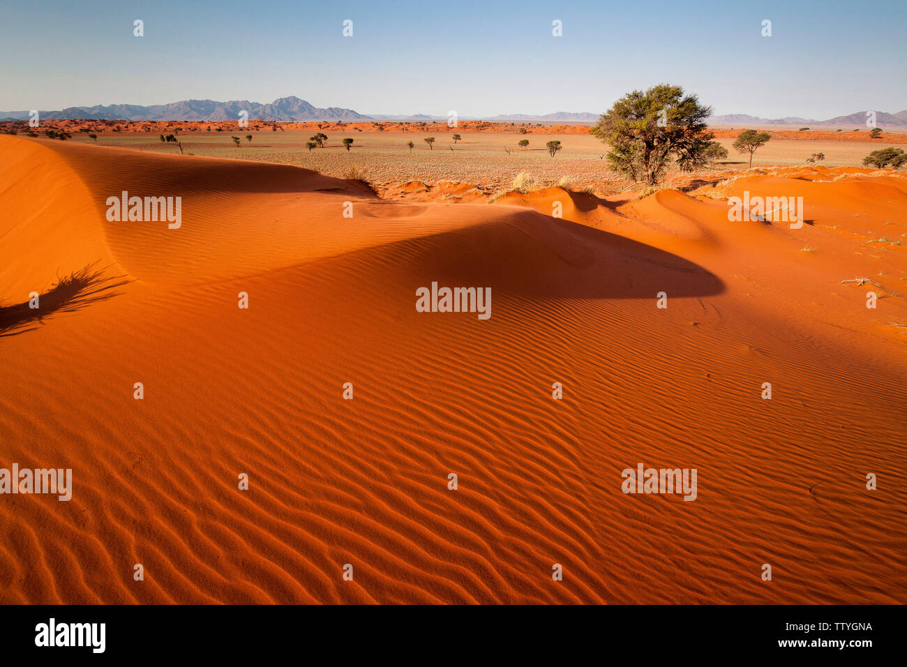 Namibia, Namib desert, NamibRand Nature Reserve, red sand dune ...