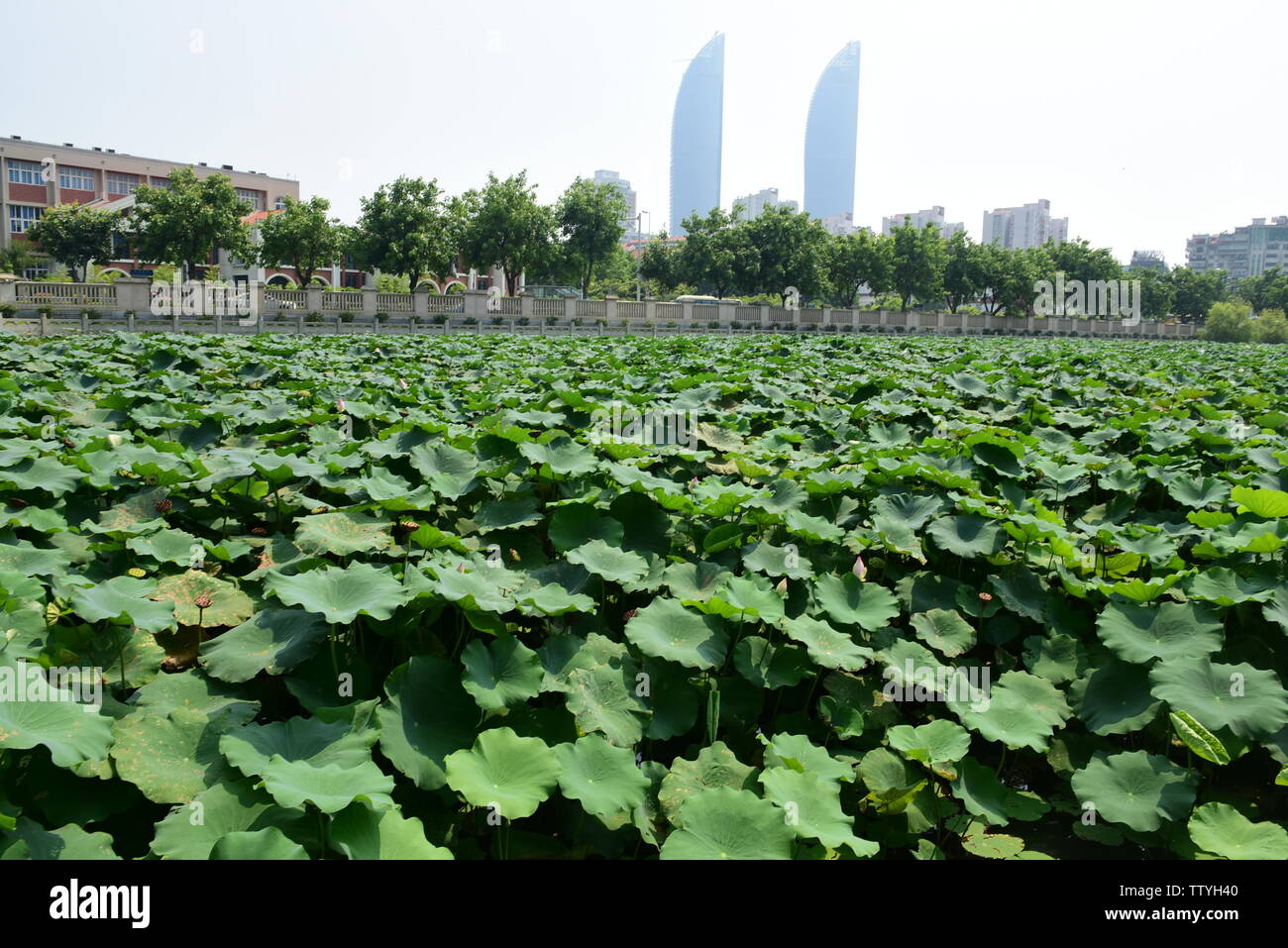 Scenery of lotus pond, Nanputuo Temple, Fujian Stock Photo - Alamy