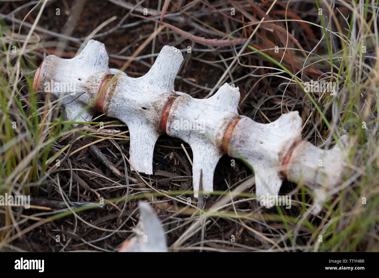 Vertebral Column High Resolution Stock Photography and Images - Alamy