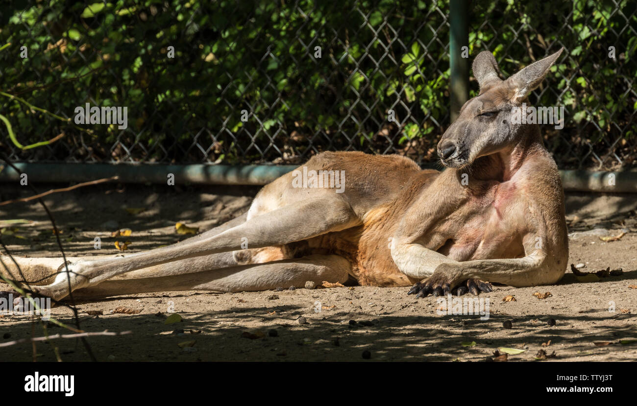 The red kangaroo, Macropus rufus is the largest of all kangaroos, the ...