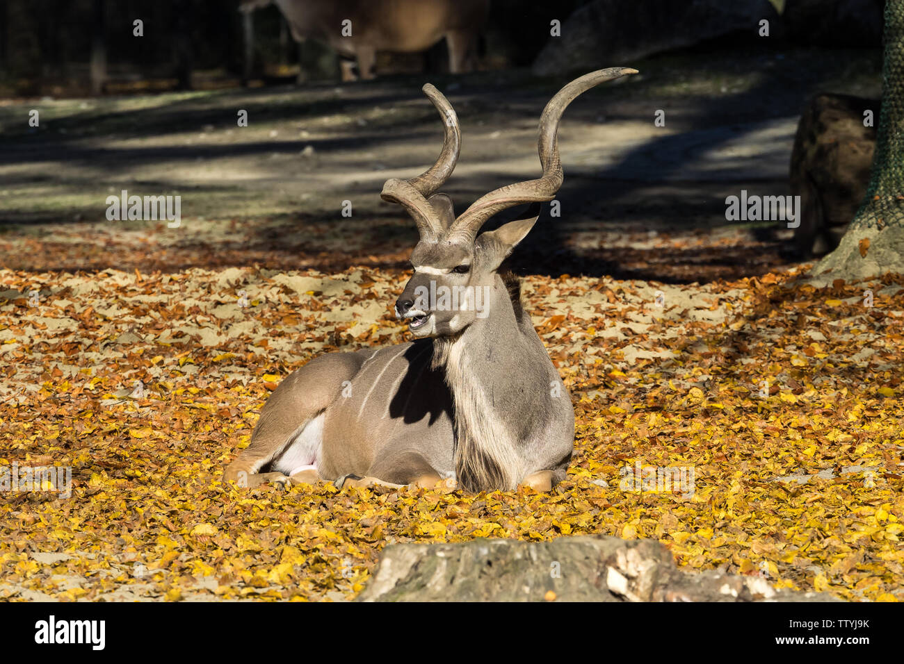 Indian Blackbuck, Antelope cervicapra or Indian antelope. The blackbuck ...