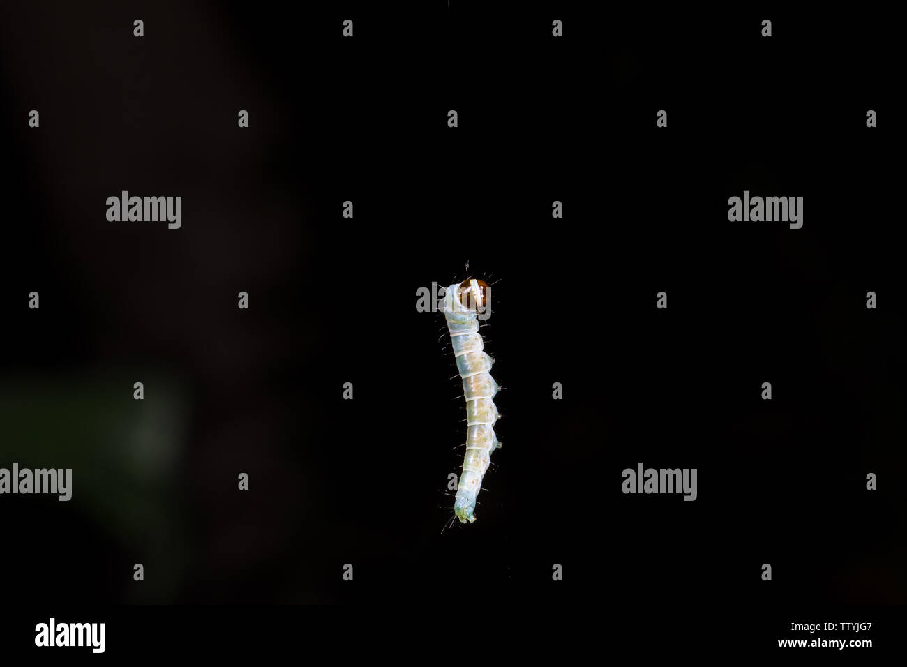 Side diagram of larvae hi-res stock photography and images - Alamy