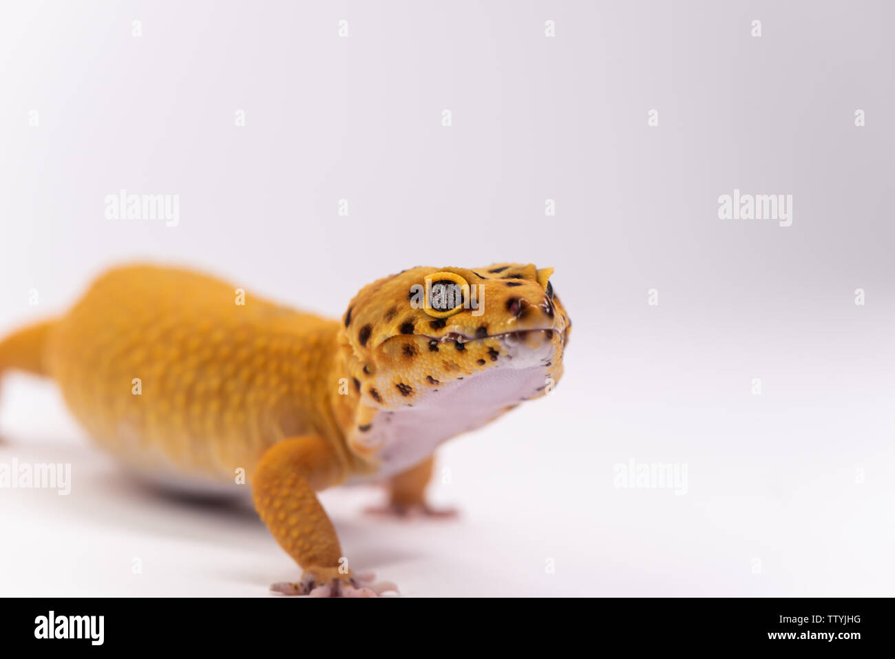 Fat leopard hi-res stock photography and images - Alamy