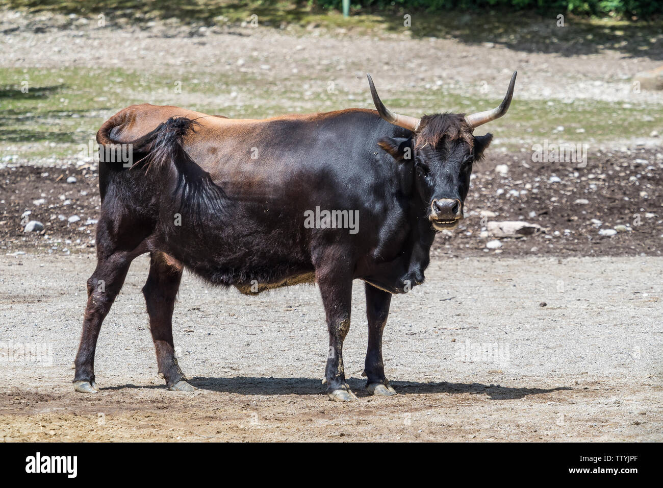 Heck cattle, Bos primigenius taurus, claimed to resemble the extinct ...