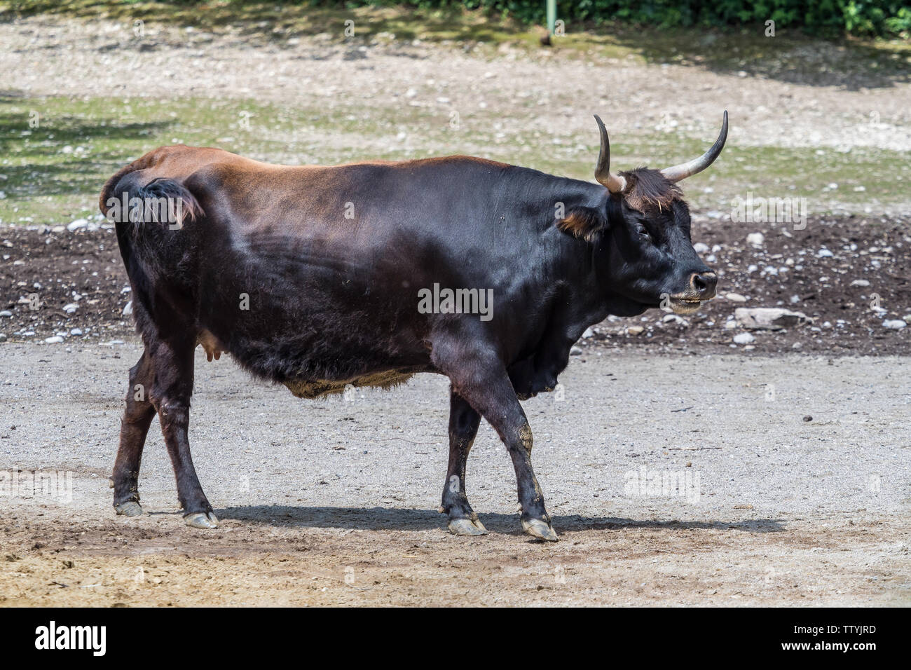 Heck cattle, Bos primigenius taurus, claimed to resemble the extinct ...