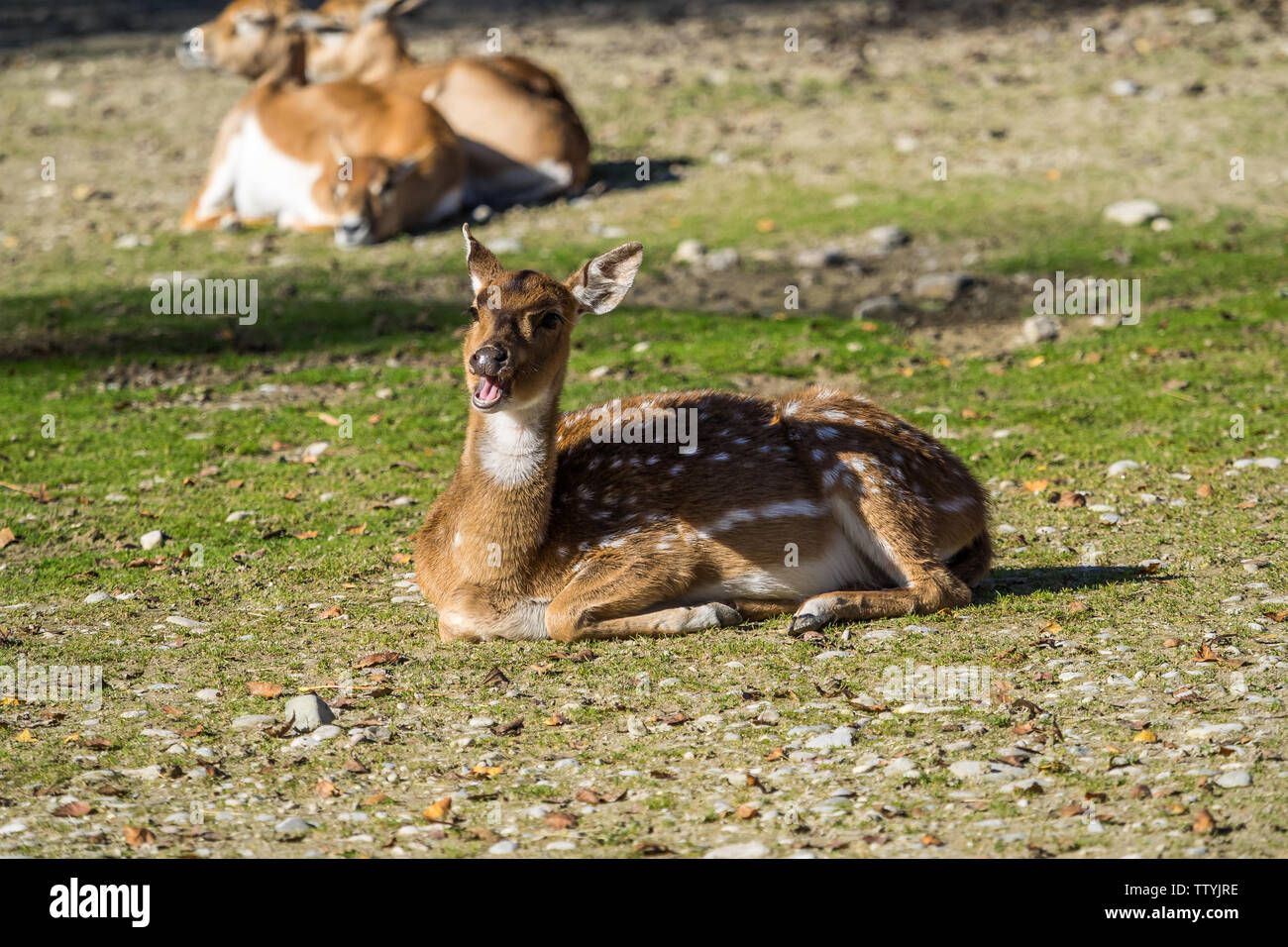 Muntjacs, also known as barking deer and Mastreani deer, are small deer ...