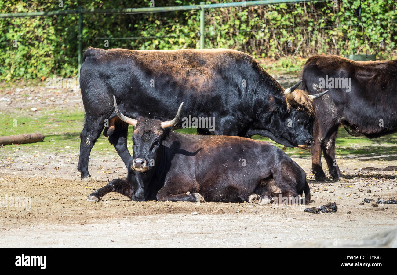 Heck cattle, Bos primigenius taurus, claimed to resemble the extinct ...