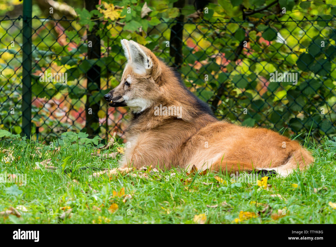 The Maned Wolf, Chrysocyon brachyurus is the largest canid of South America. This mammal lives ...