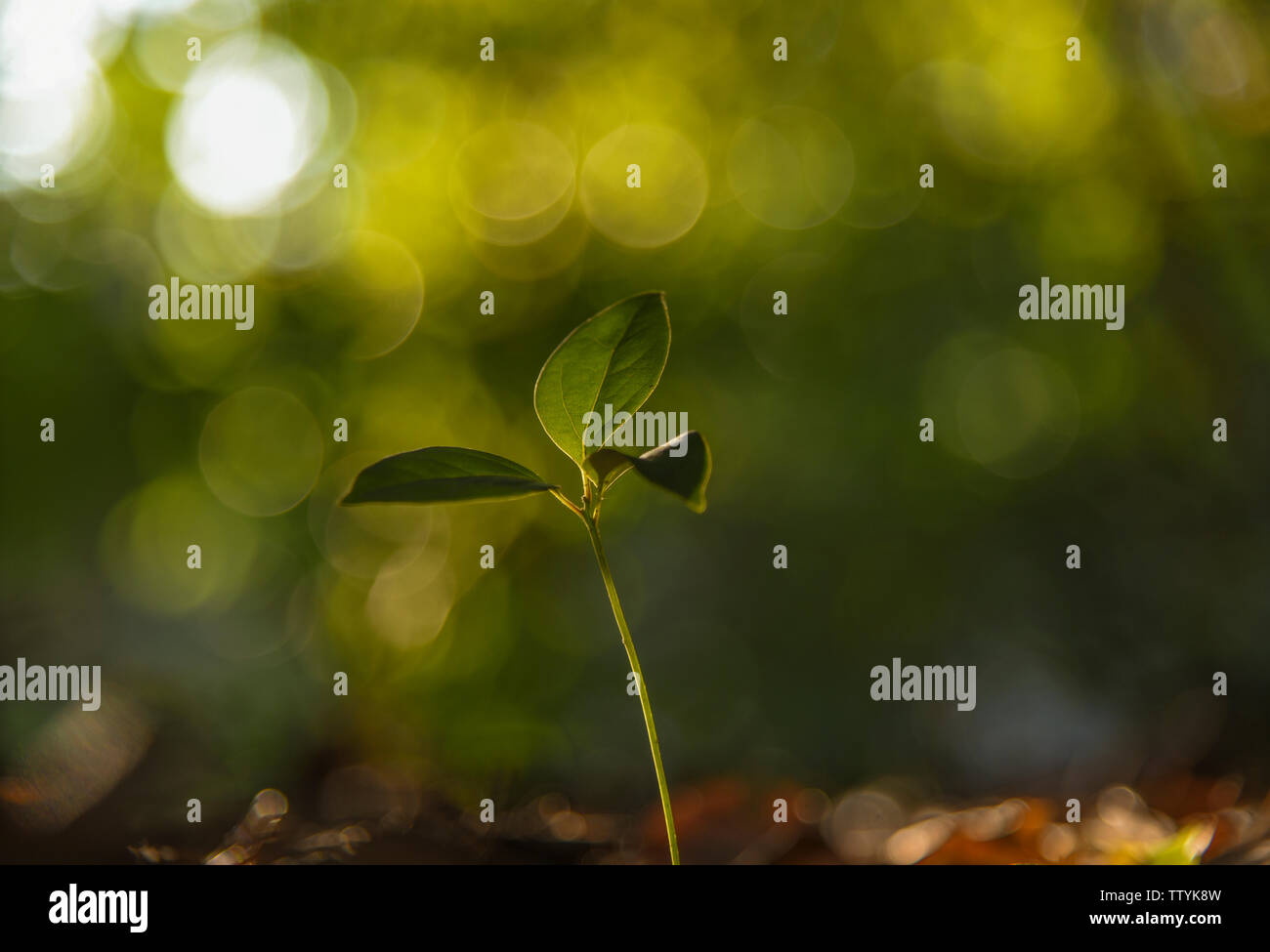 Ecological focus hi-res stock photography and images - Alamy