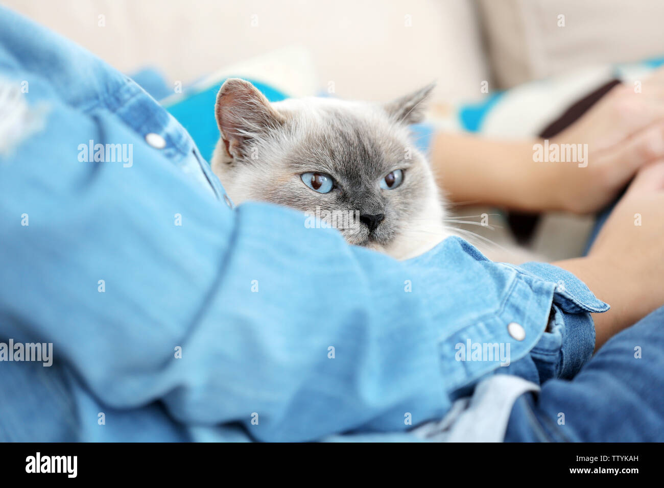 Cute cat with owner at home, closeup Stock Photo - Alamy