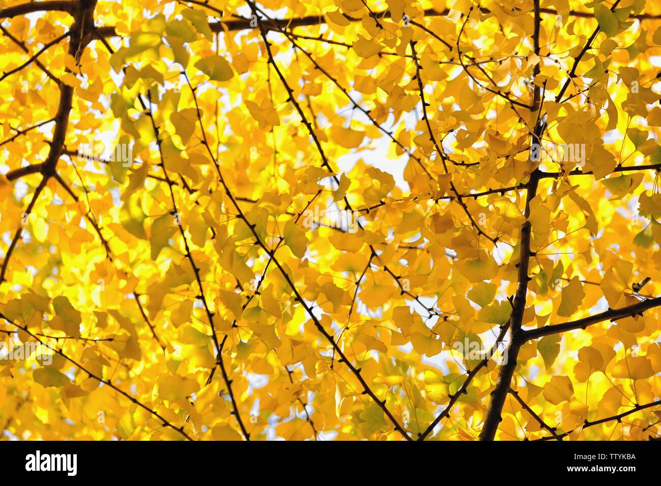 Ginkgo color change hi-res stock photography and images - Alamy