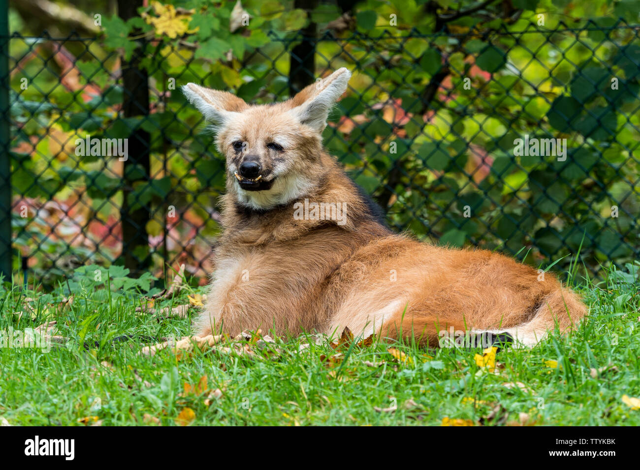 The Maned Wolf, Chrysocyon brachyurus is the largest canid of South America. This mammal lives ...
