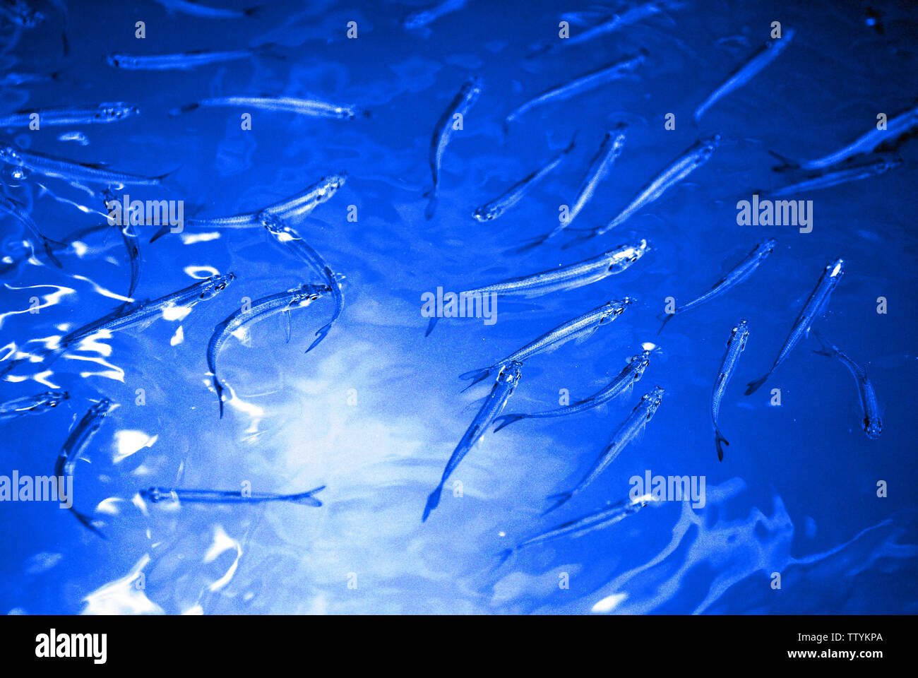 Little fish in the water Stock Photo - Alamy