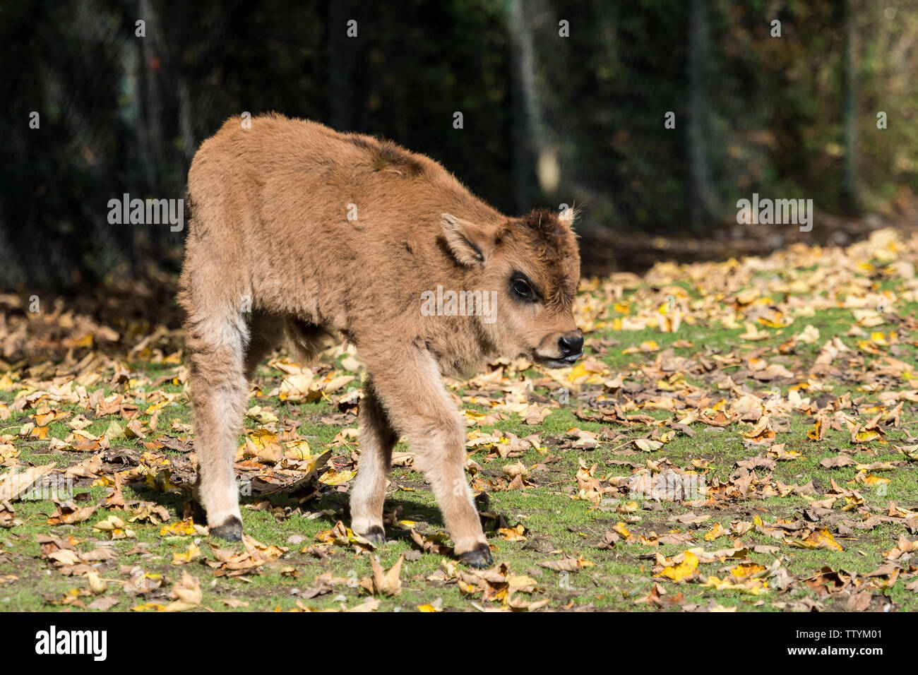 Heck cattle, Bos primigenius taurus, claimed to resemble the extinct ...